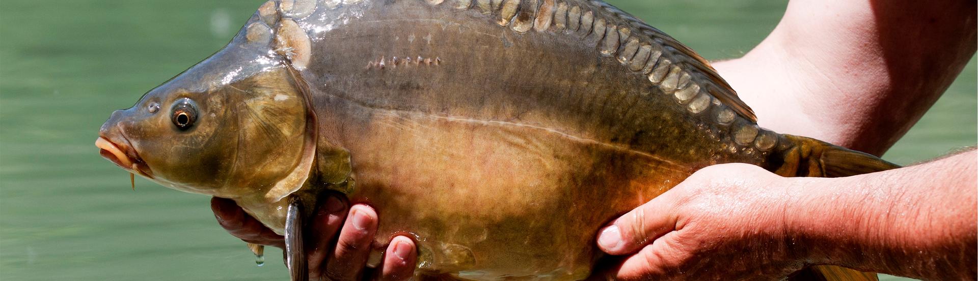 Je découvre la pêche de la carpe - Fédération de pêche des Hautes-Pyrénées
